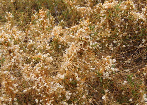 Saltmarsh Dodder, Cuscuta pacifica